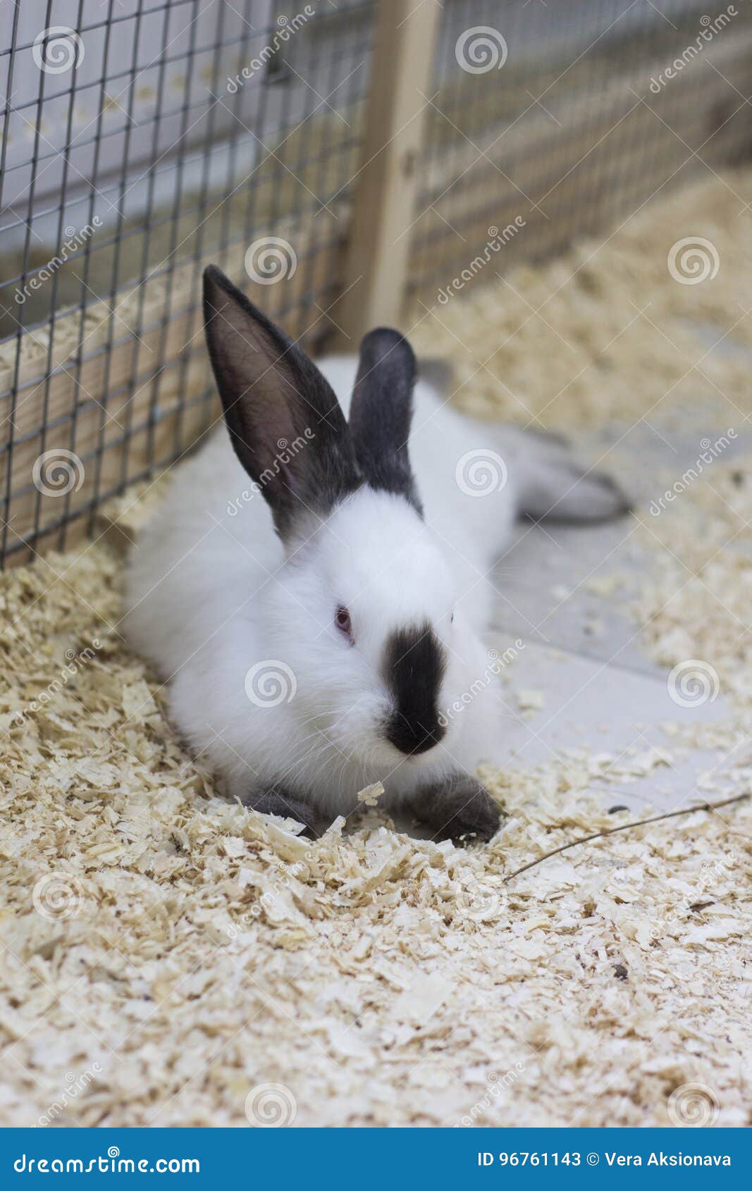 White Rabbit stock image. Image of board, mesh, black - 96761143