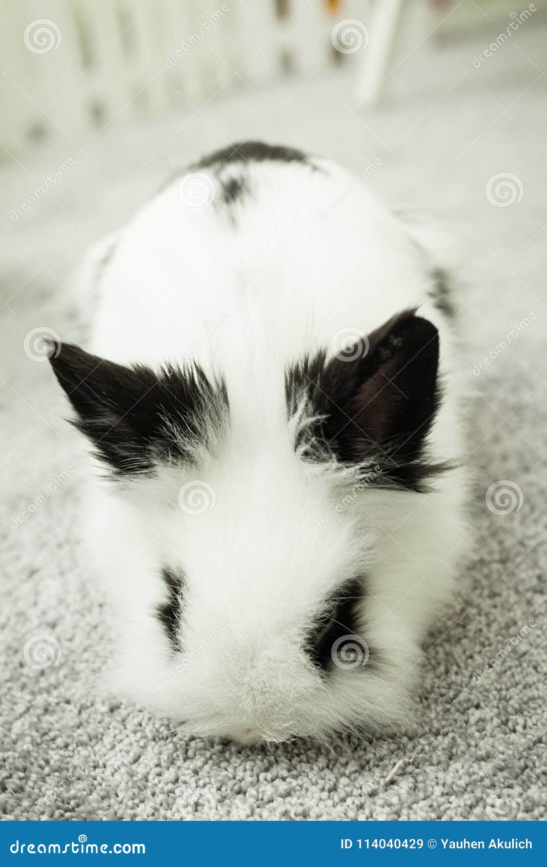 White Rabbit with Black Ears Stock Image - Image of mammal, ears: 114040429
