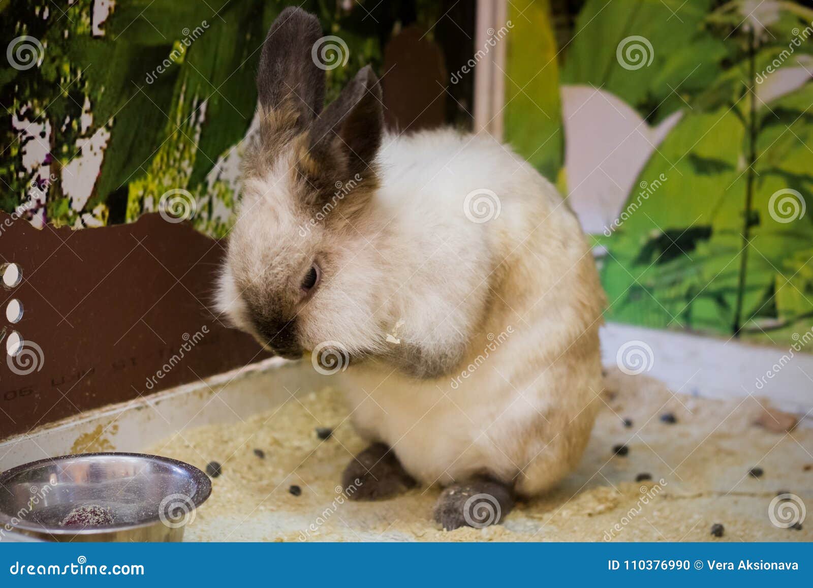 White Rabbit with Black Ears Stock Photo - Image of little, funny ...