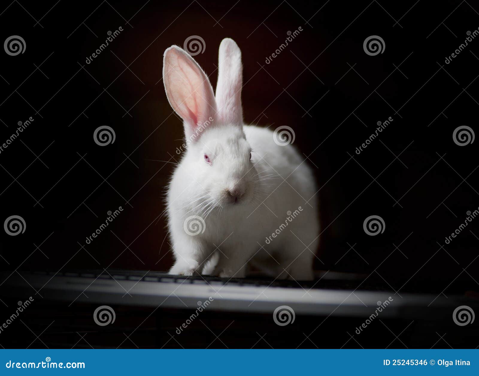White Rabbit on Black Low Key Stock Photo - Image of portrait, funny ...