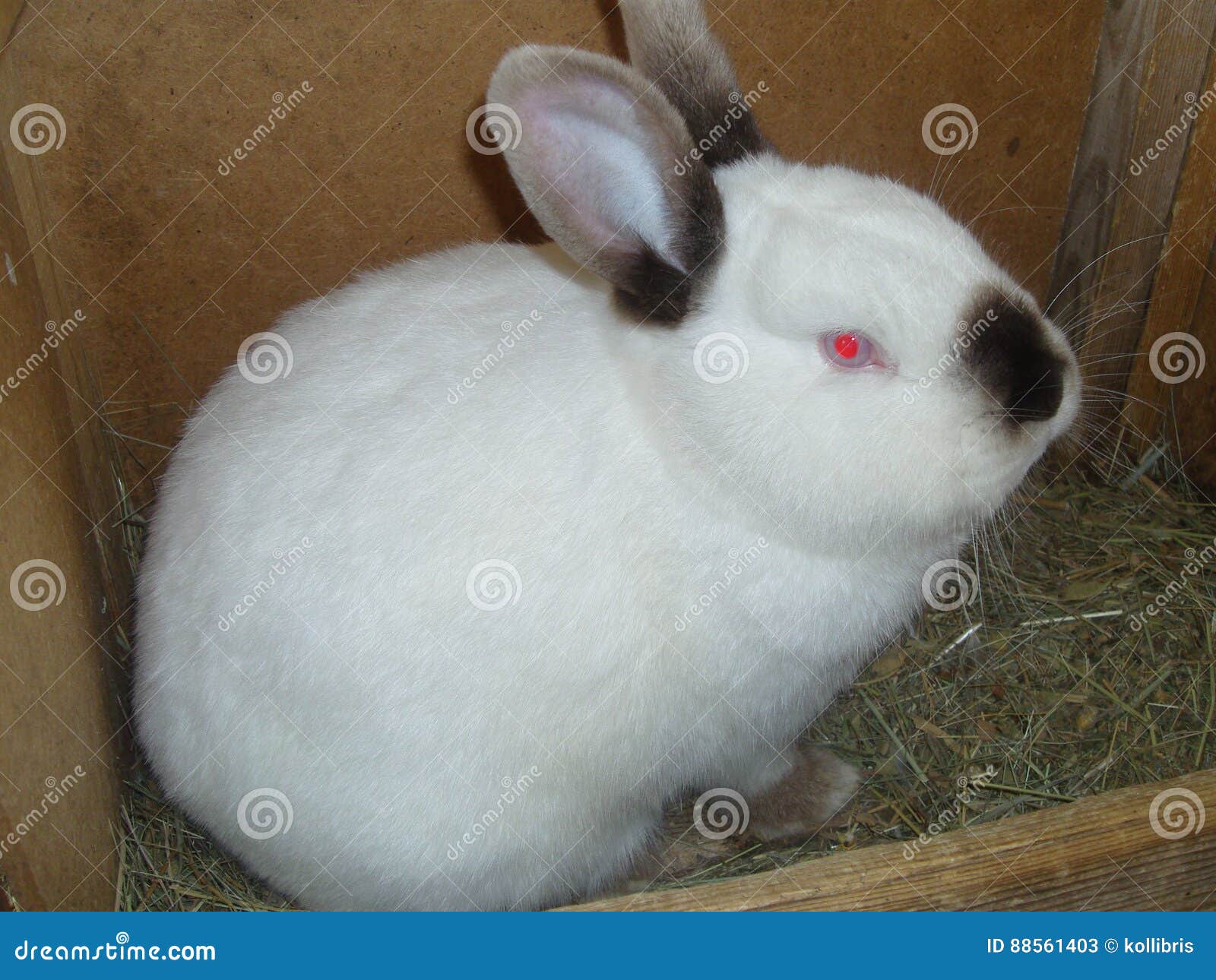White rabbit black nose stock image. Image of corral - 88561403