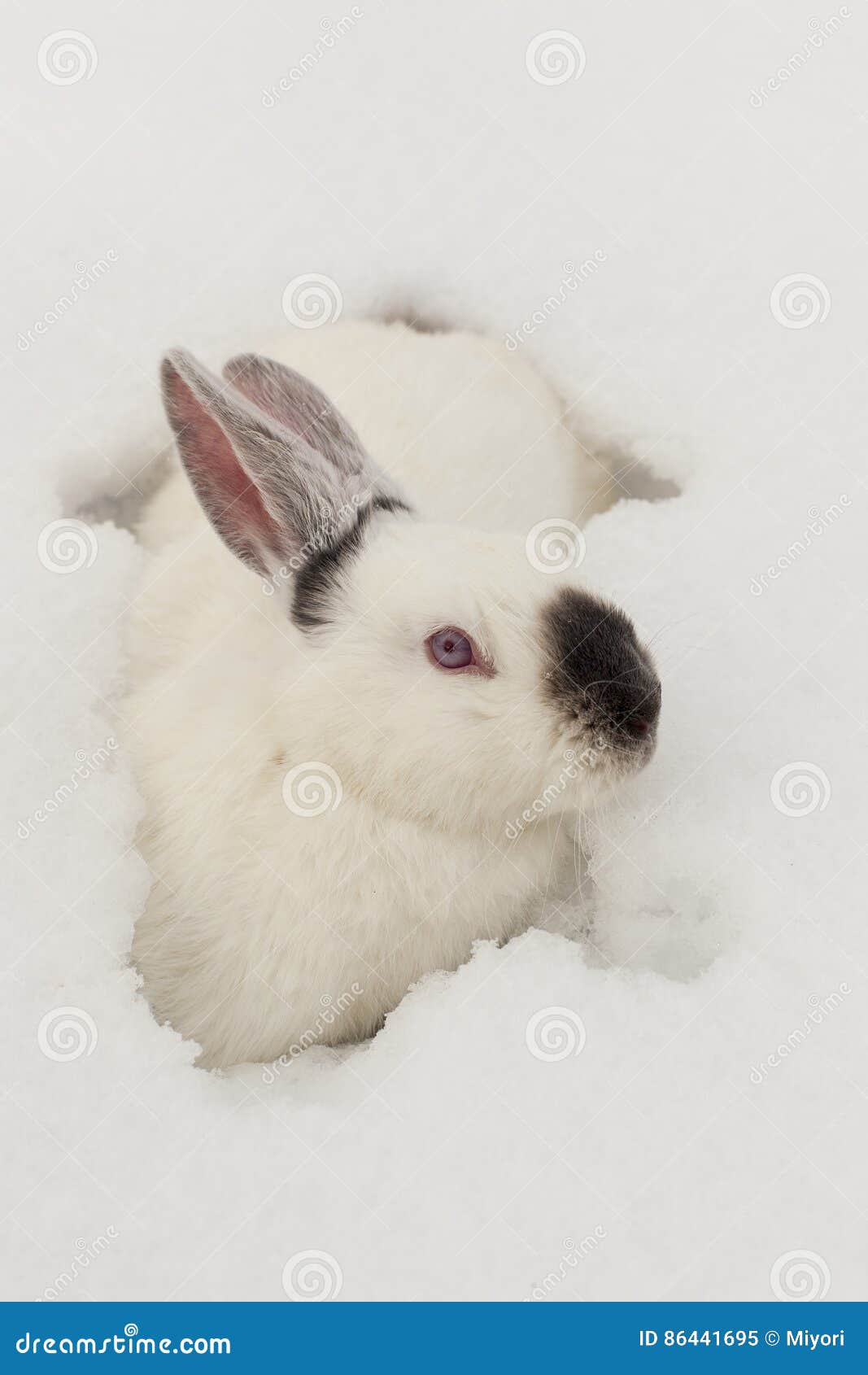 White Rabbit with Black Nose Stock Image - Image of winter, uncertainty ...