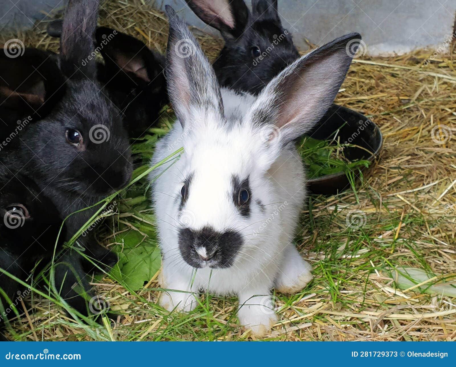 Black Rabbits Sit With Credit Card Isolated On White Studio Background ...
