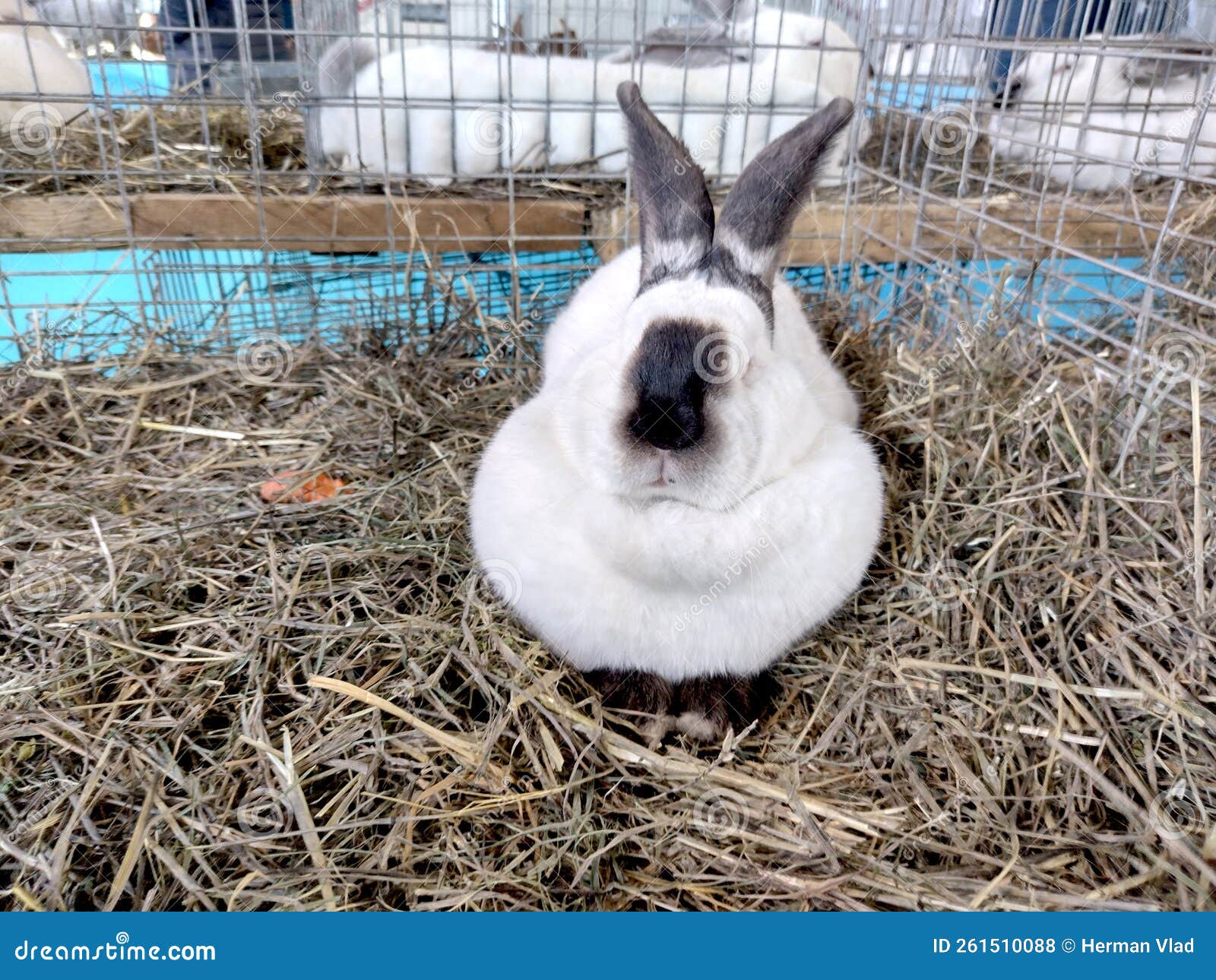 White Rabbit with Black Spots Stock Photo - Image of animals, focus ...