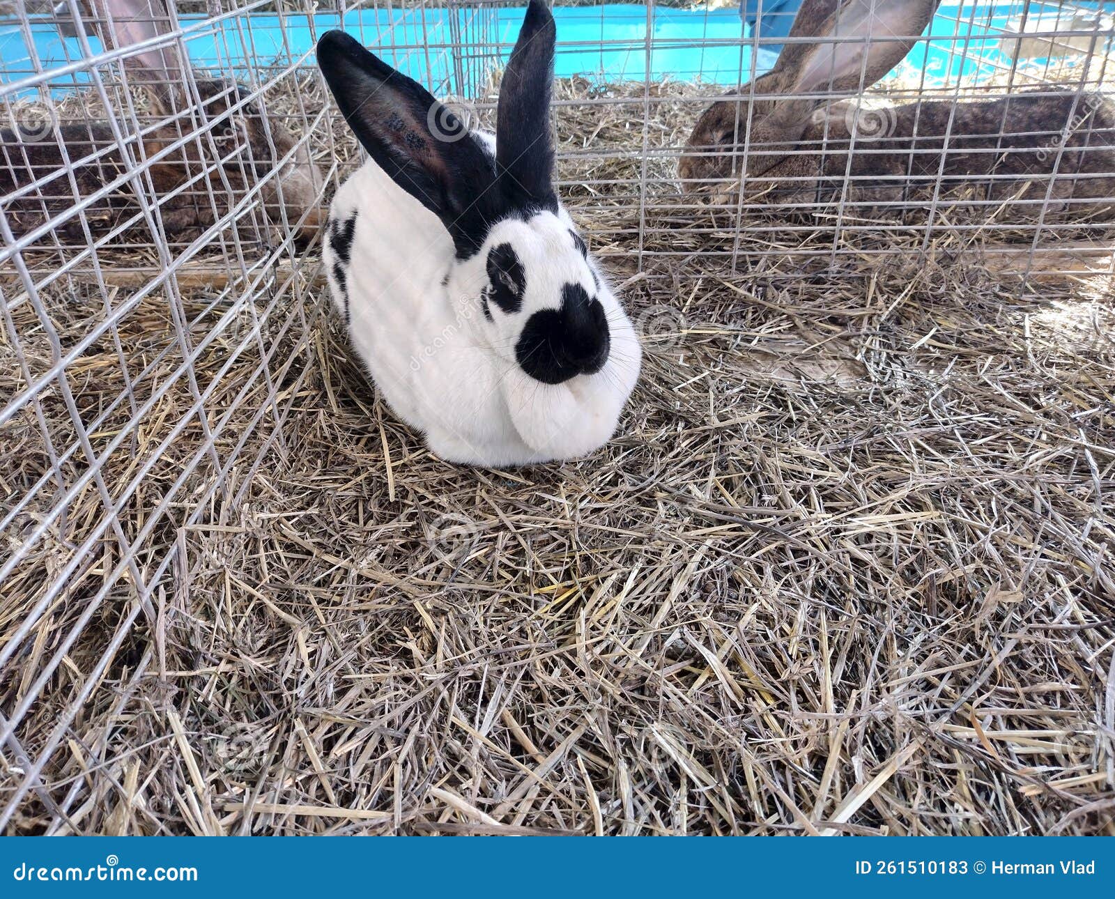 White Rabbit with Black Spots Stock Image - Image of focus, white ...