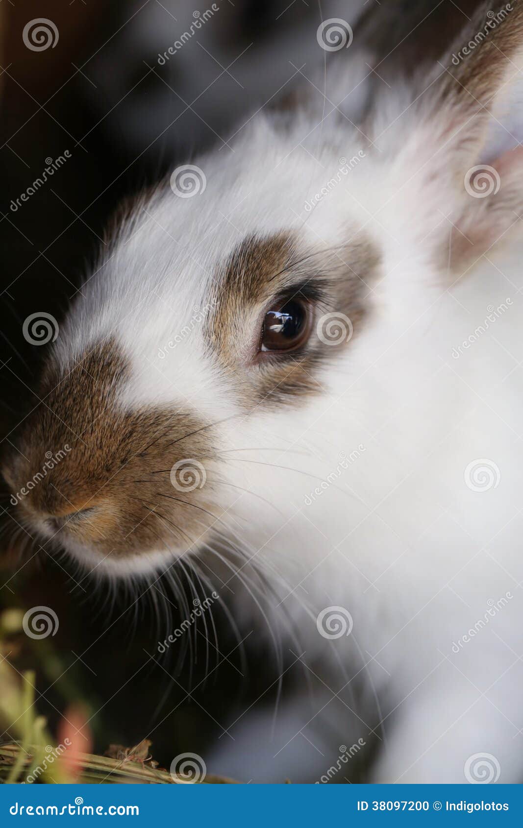 White Rabbit With Black Spots. Stock Photography | CartoonDealer.com ...