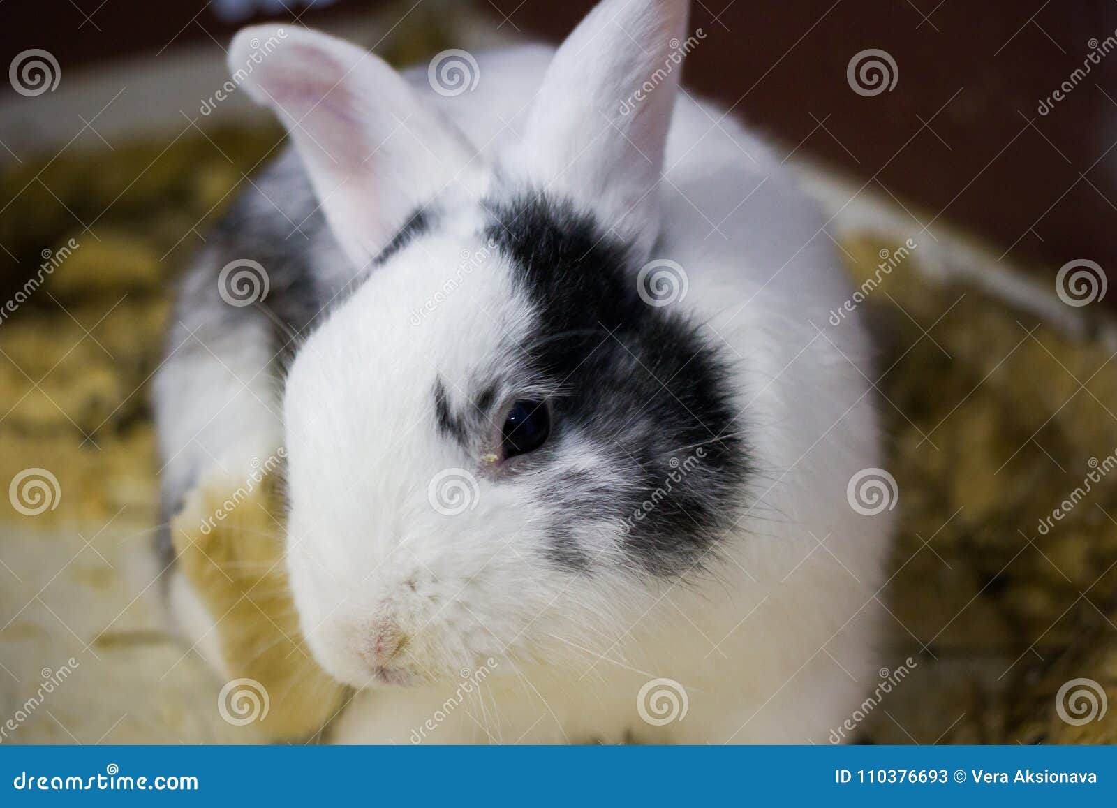 White Rabbit Black Spots Stock Images - Download 105 Royalty Free Photos
