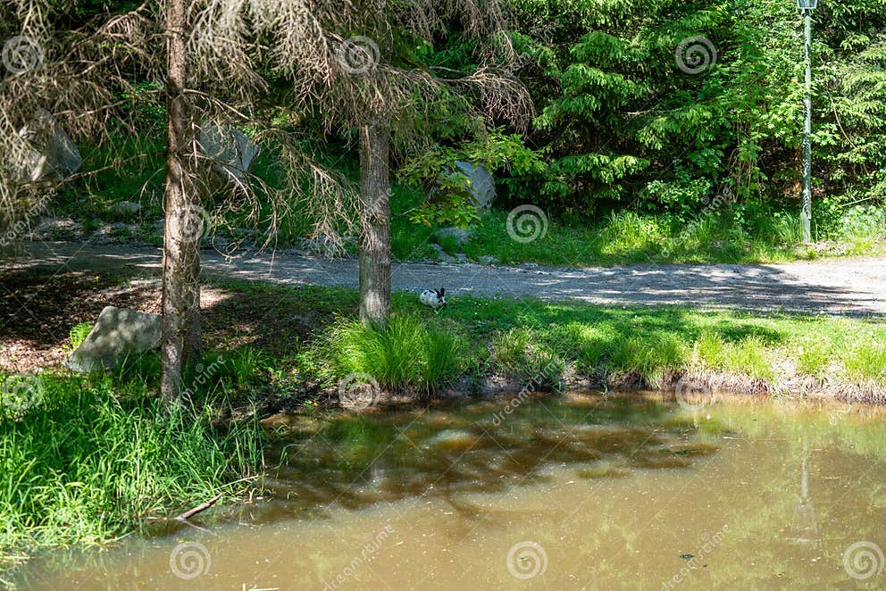 White Rabbit with Black Spots by a Pond in a Forest Stock Image - Image ...