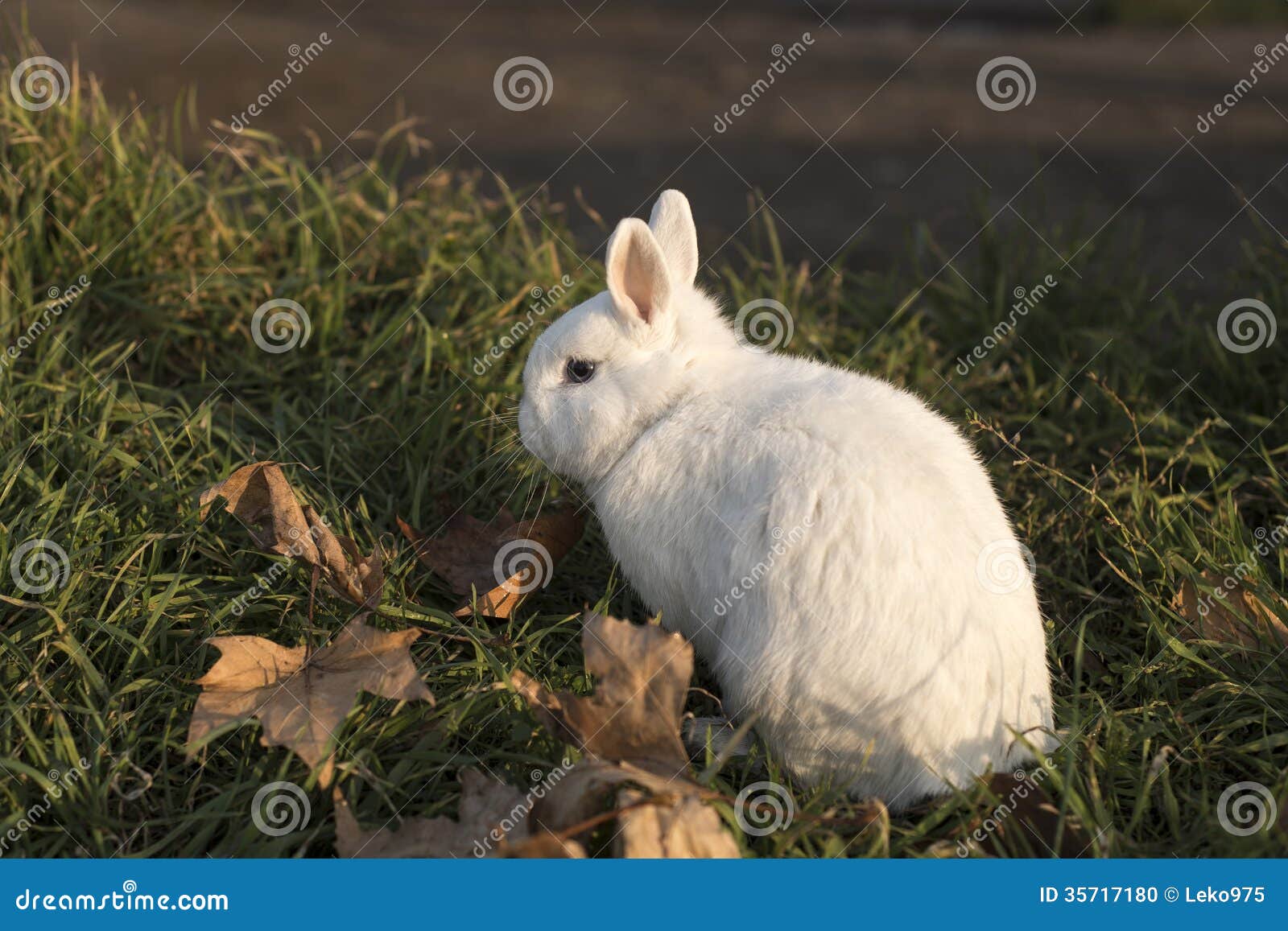 White rabbit stock photo. Image of animals, rabbit, mammals - 35717180