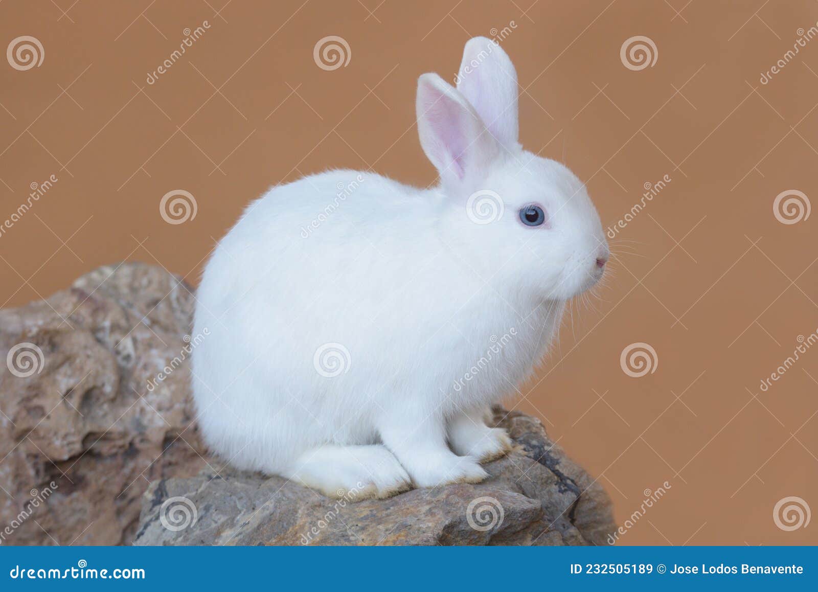 White Rabbit with Blue Eyes on a Rock. Stock Image - Image of animal ...
