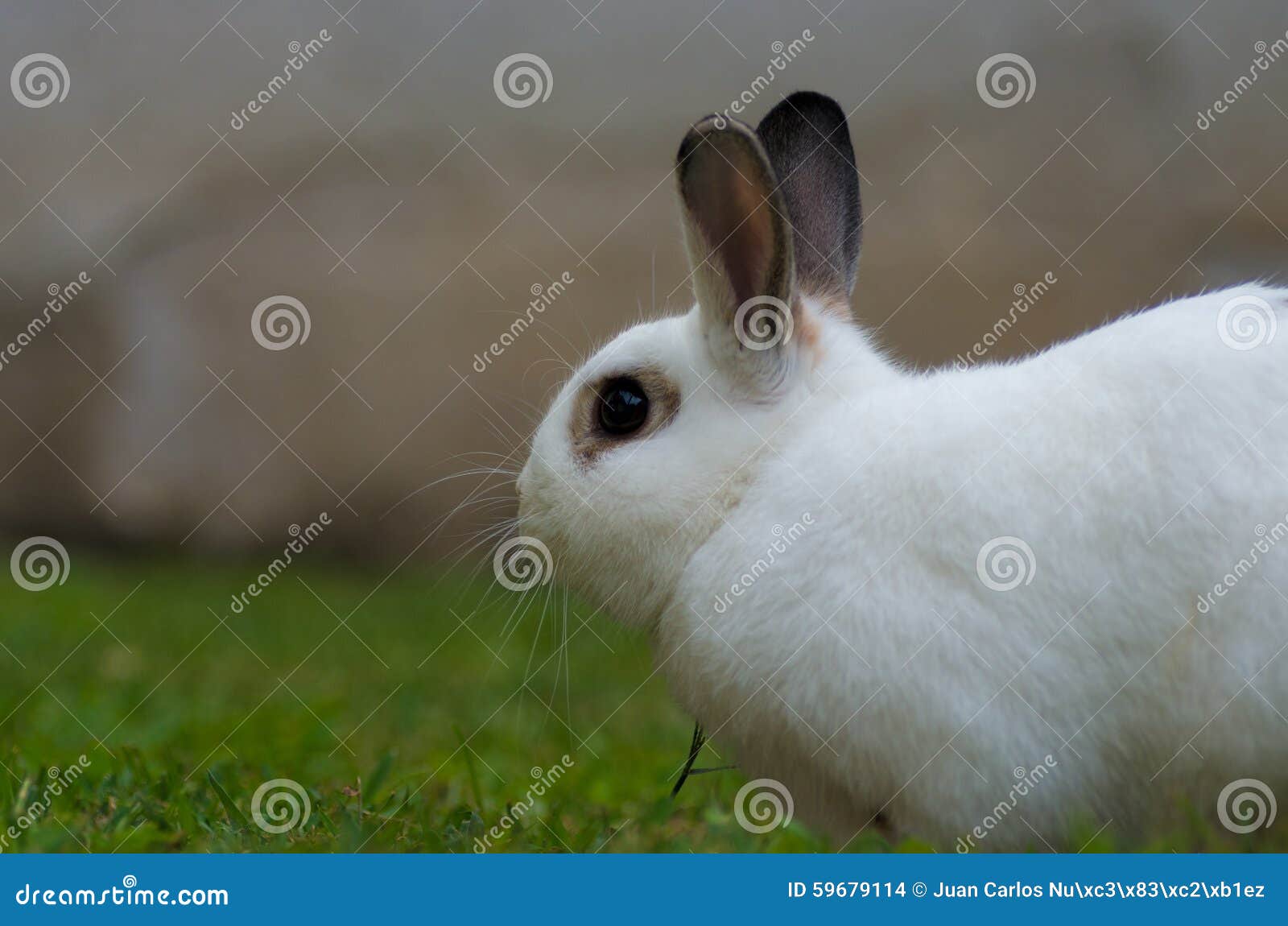 White Rabbit with Blurry Background Stock Photo - Image of furry ...