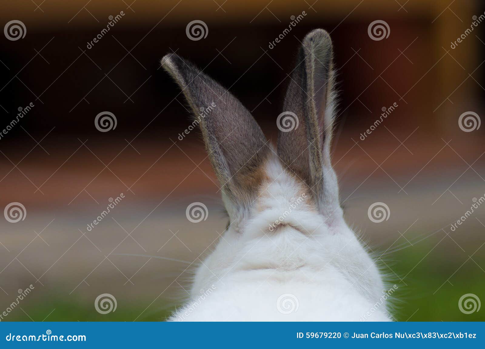 White Rabbit with Blurry Background Stock Photo - Image of rodent ...