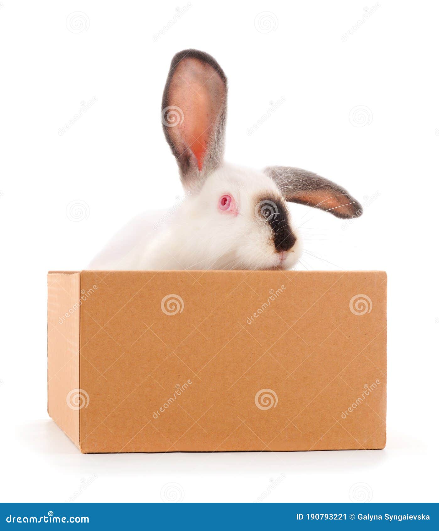 White Rabbit in Box Isolated Stock Image - Image of cute, livestock ...