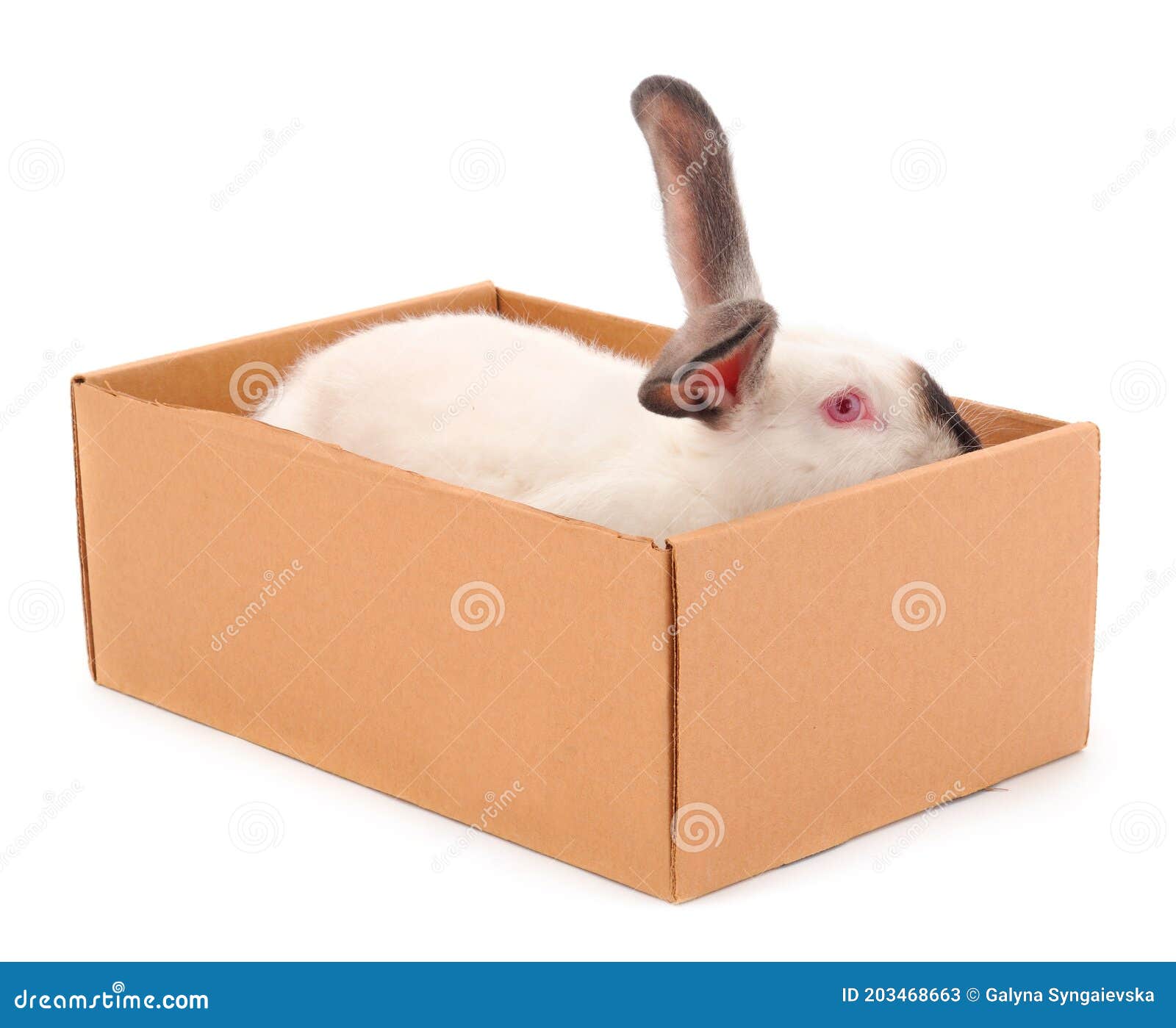 White Rabbit in Box Isolated Stock Image - Image of farm, livestock ...