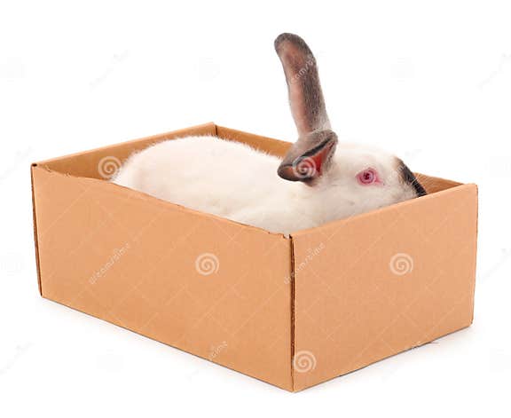 White Rabbit in Box Isolated Stock Image - Image of farm, livestock ...