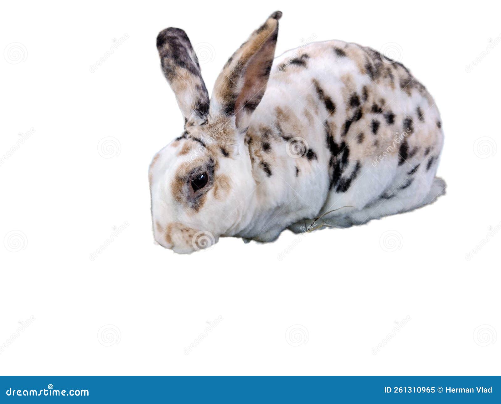 White Rabbit with Brown and Black Spots Stock Image - Image of head ...
