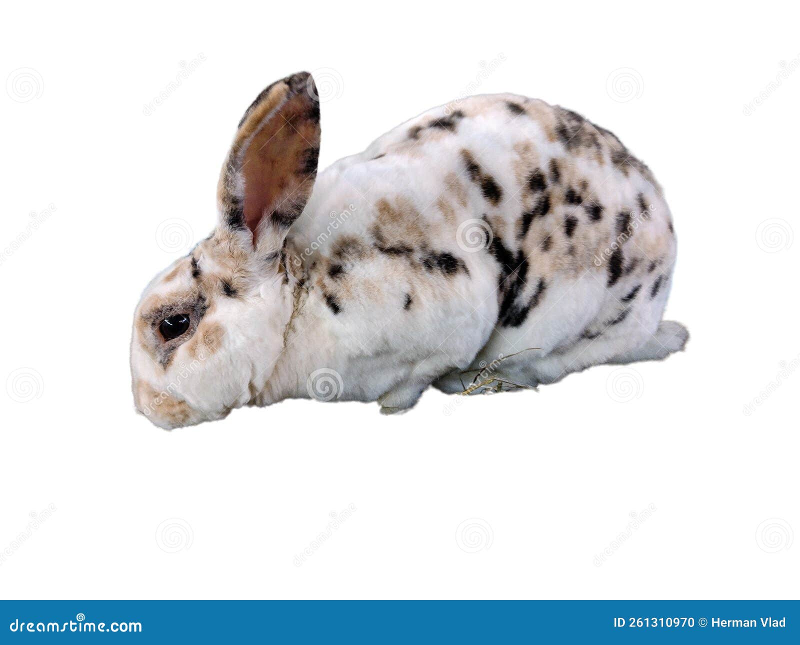 White Rabbit with Brown and Black Spots Stock Photo - Image of animal ...