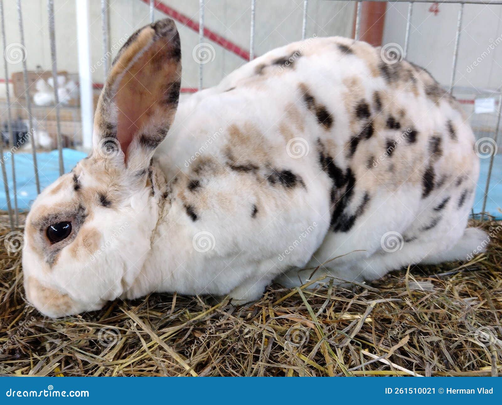 White Rabbit with Brown and Black Spots Stock Image - Image of ...