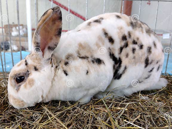 White Rabbit with Brown and Black Spots Stock Image - Image of ...