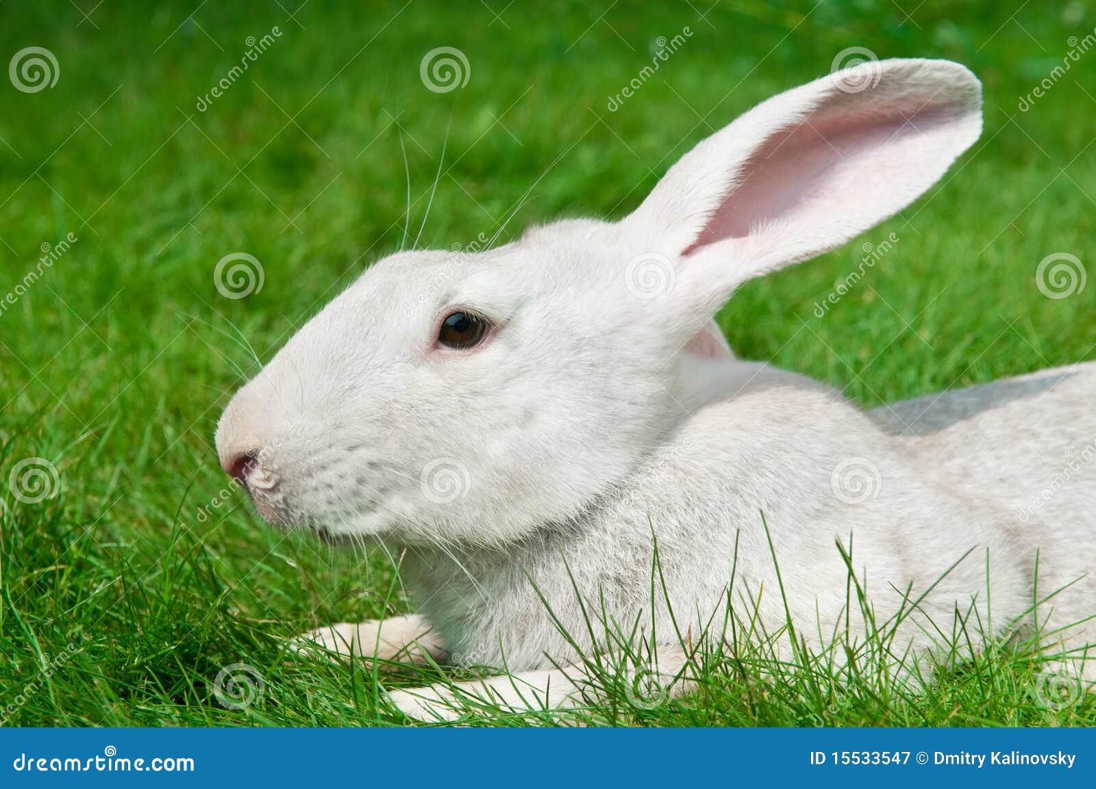 White Rabbit Bunny on Grass Stock Image - Image of cute, buck: 15533547