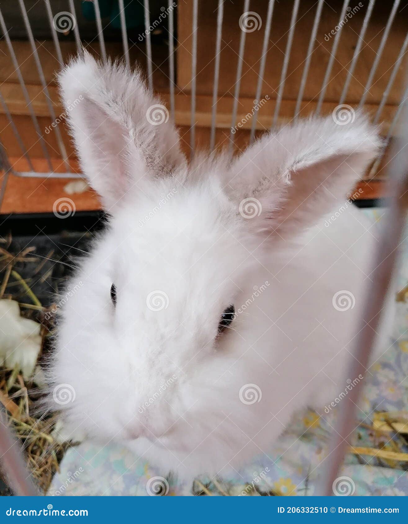 White rabbit in a cage stock photo. Image of animal - 206332510