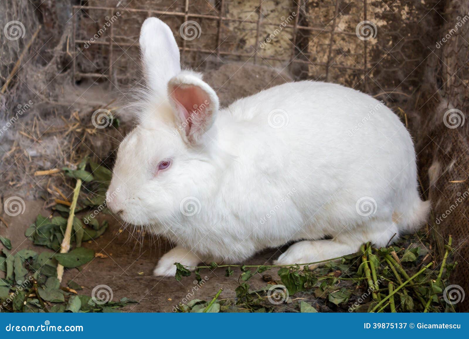 White rabbit in a cage stock image. Image of food, small - 39875137