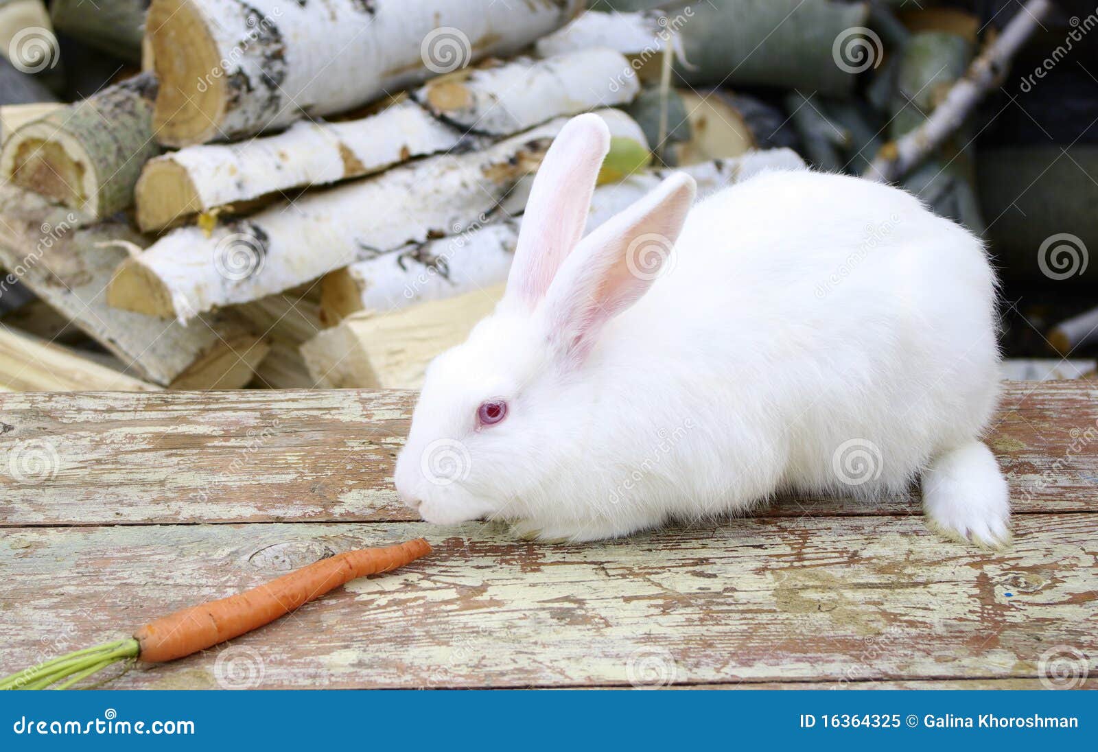 White rabbit and carrot stock image. Image of feed, rabbit - 16364325