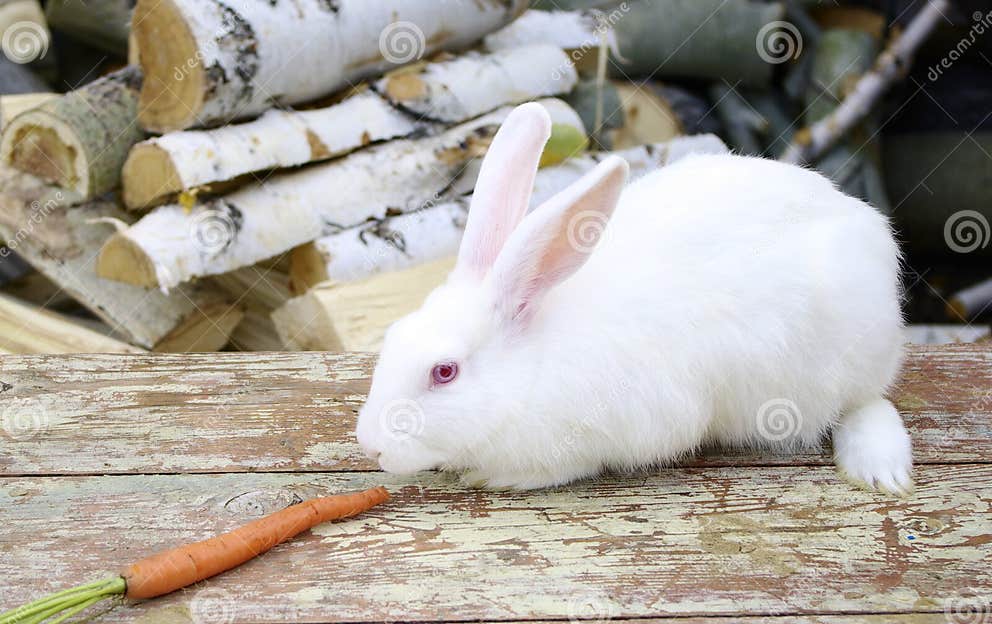 White rabbit and carrot stock image. Image of feed, rabbit - 16364325