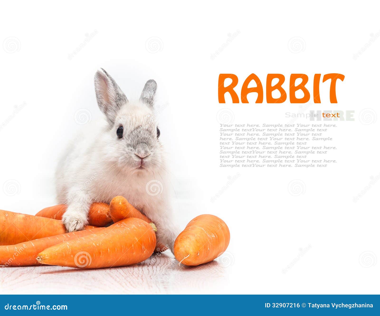White Rabbit And A Carrot Stock Photo | CartoonDealer.com #32907216