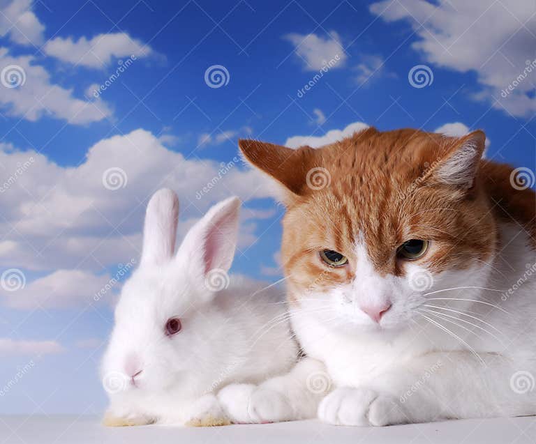 White Rabbit and Cat stock photo. Image of diversity, lagomorphs - 2052832