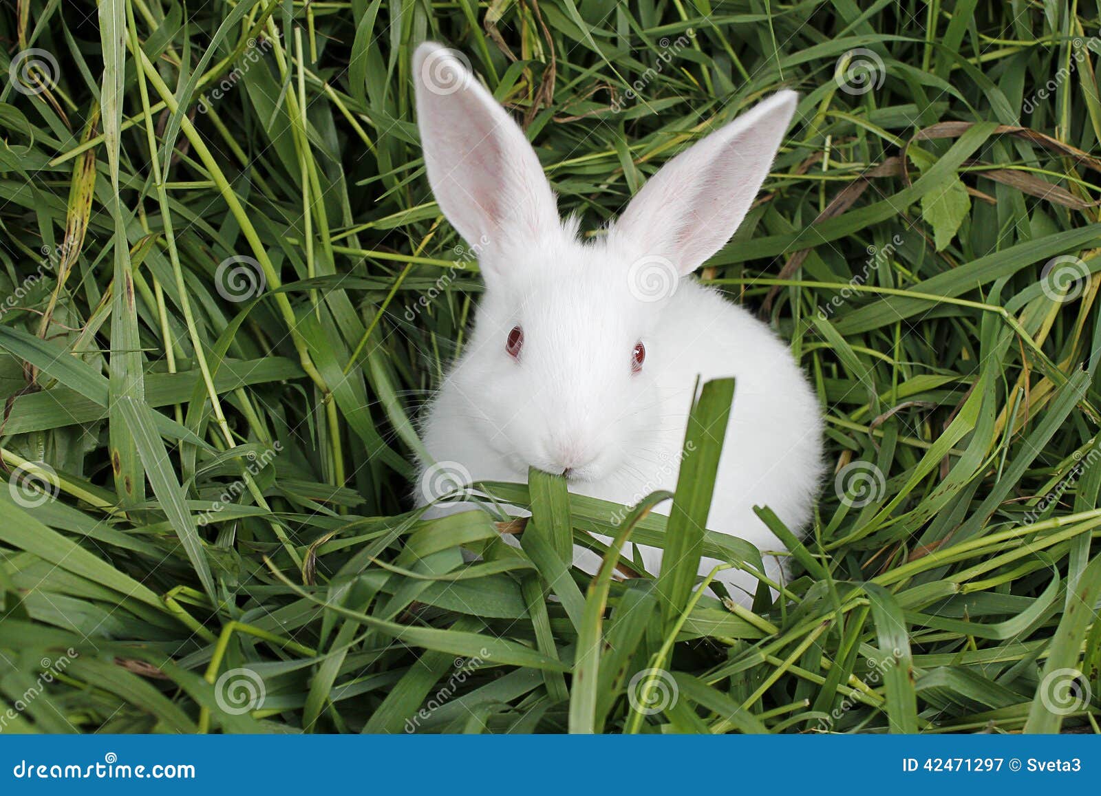 White Rabbit Chewing Grass . Stock Image - Image of conservation, hair ...