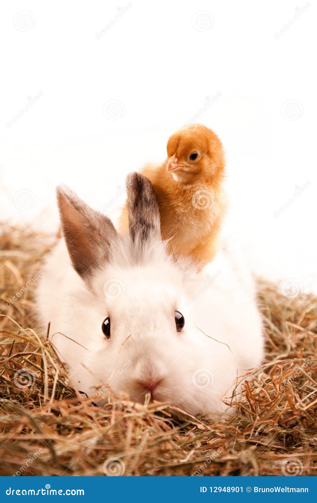 White Rabbit and Chick stock image. Image of soft, ears - 12948901