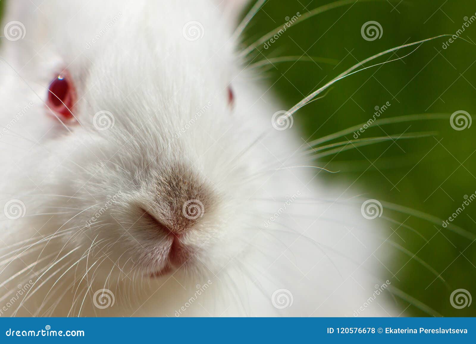 White Rabbit Close-up on Green Background Stock Photo - Image of ...