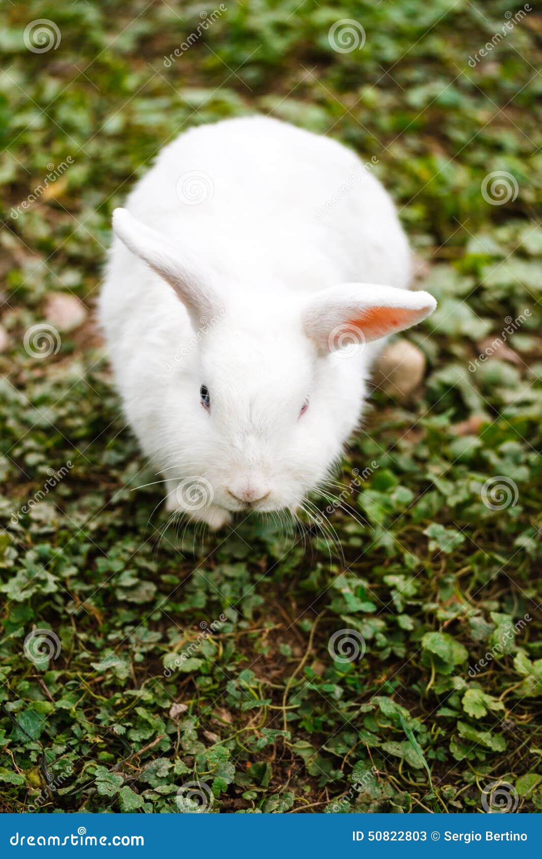 White rabbit stock image. Image of cuniculus, resting - 50822803