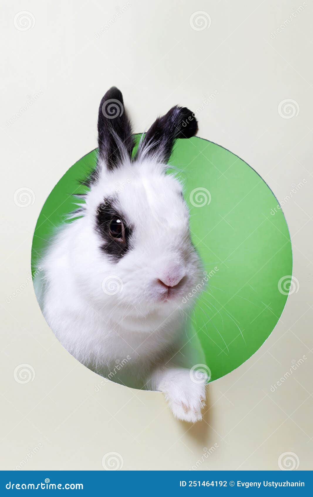 White Rabbit in Color Paper Hole. Funny Fluffy Rabbit Stock Photo ...