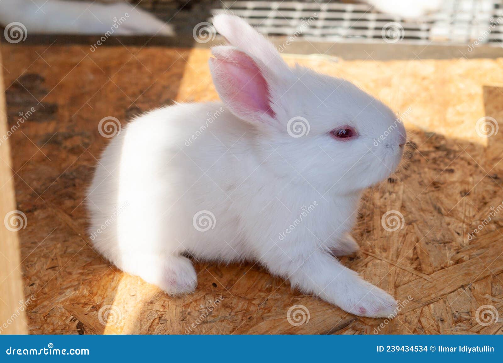 White Rabbit Cub in a Cage. Young Baby Rabbits Stock Photo - Image of ...