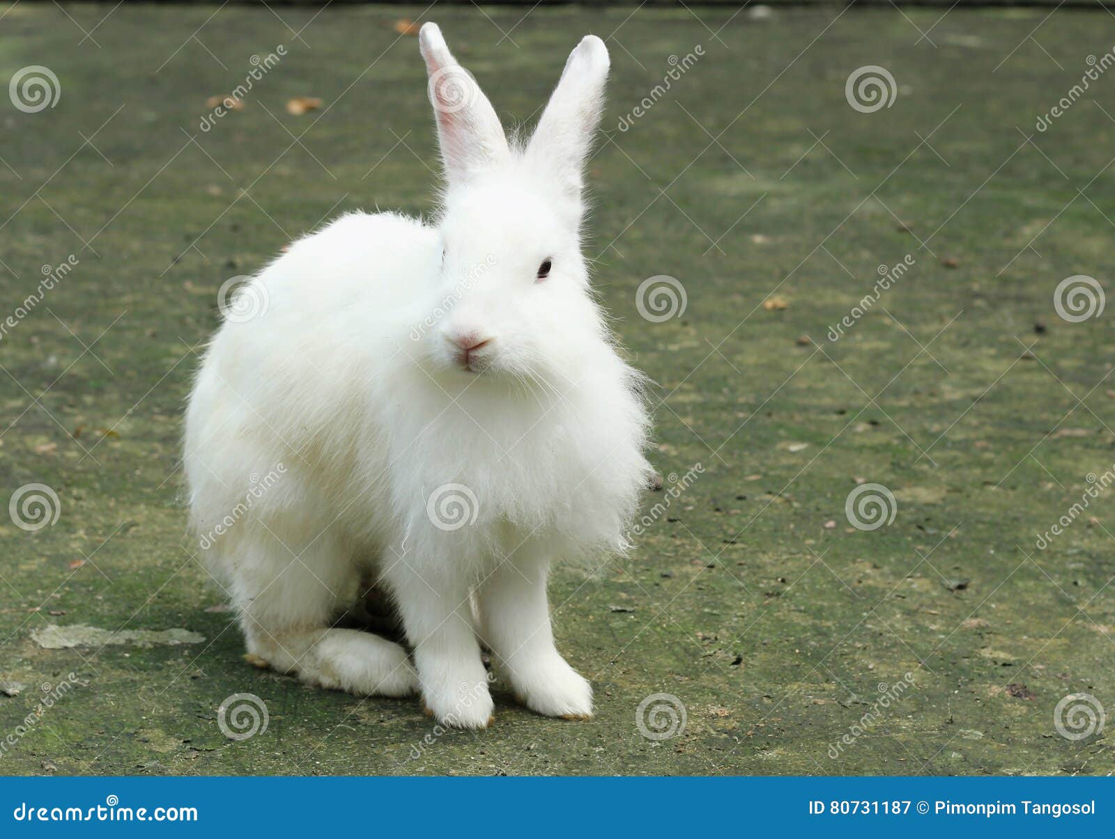 White rabbit stock image. Image of hare, farm, spring - 80731187