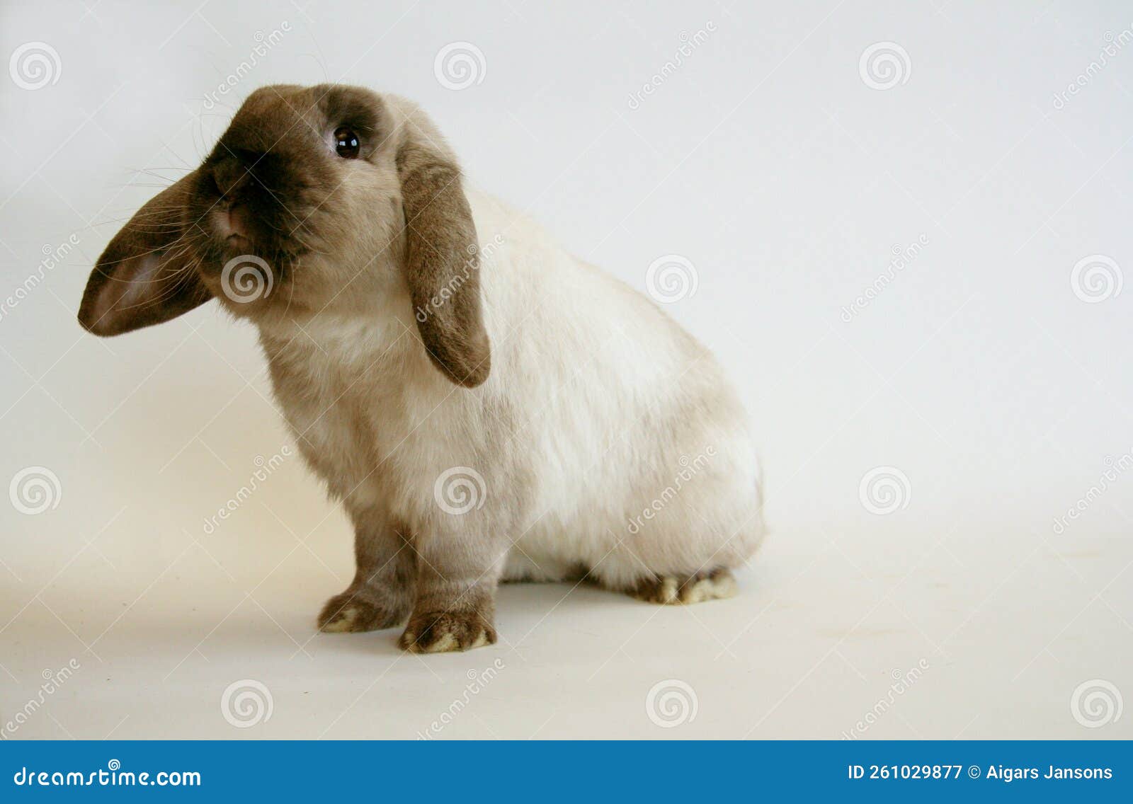 White Rabbit with Dark Ears on a White Background Stock Image - Image ...