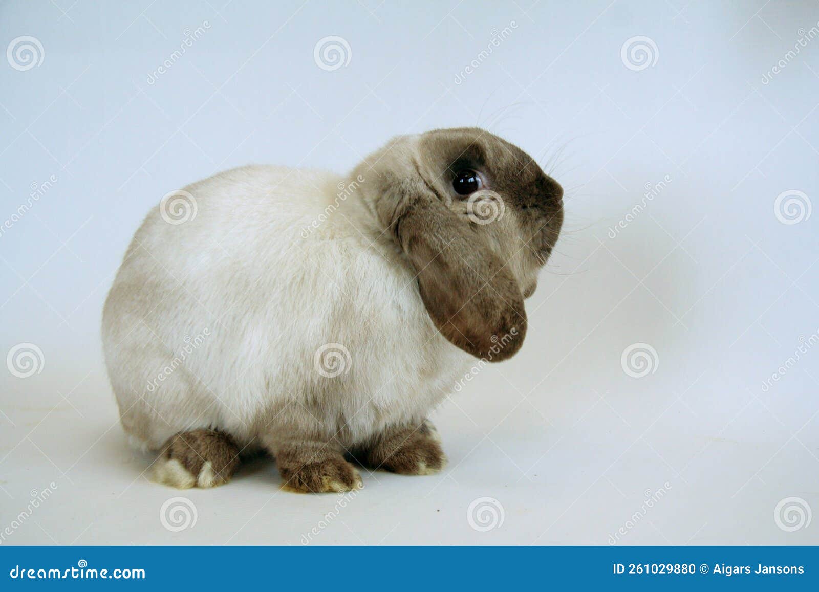 White Rabbit with Dark Ears on a White Background Stock Photo - Image ...
