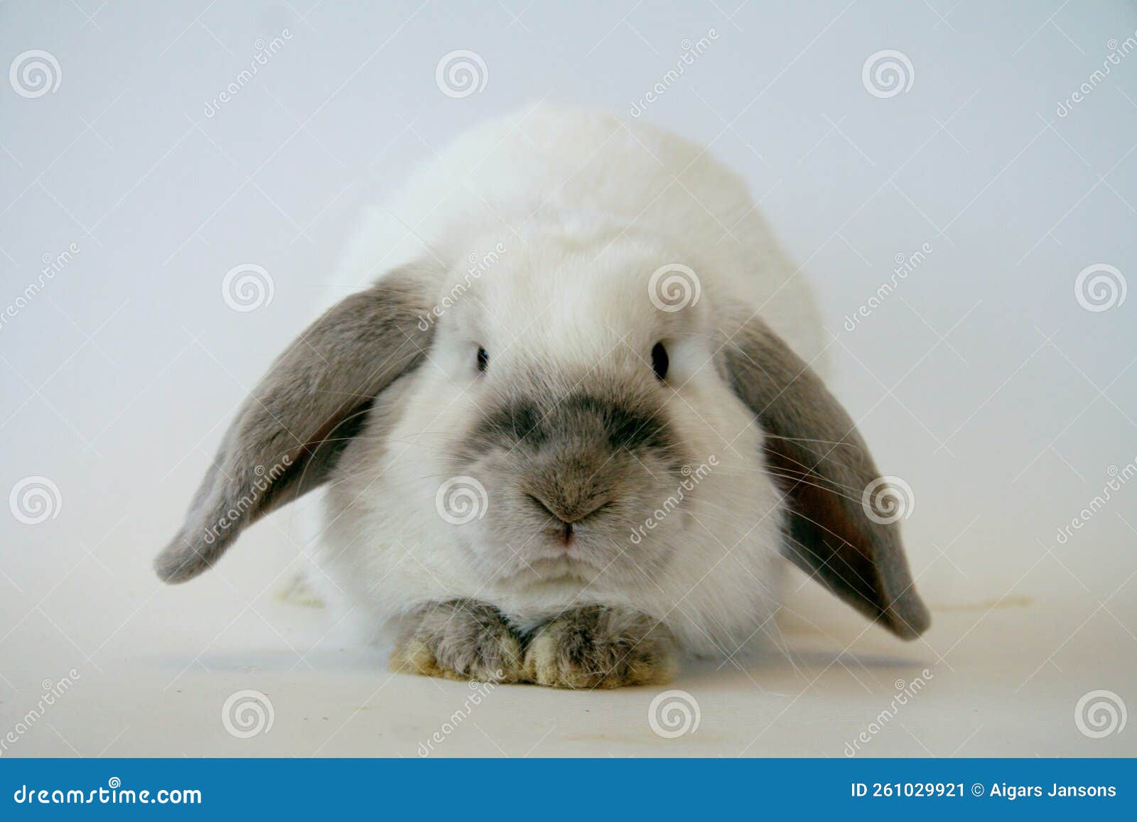 White Rabbit with Dark Ears on a White Background Stock Image - Image ...