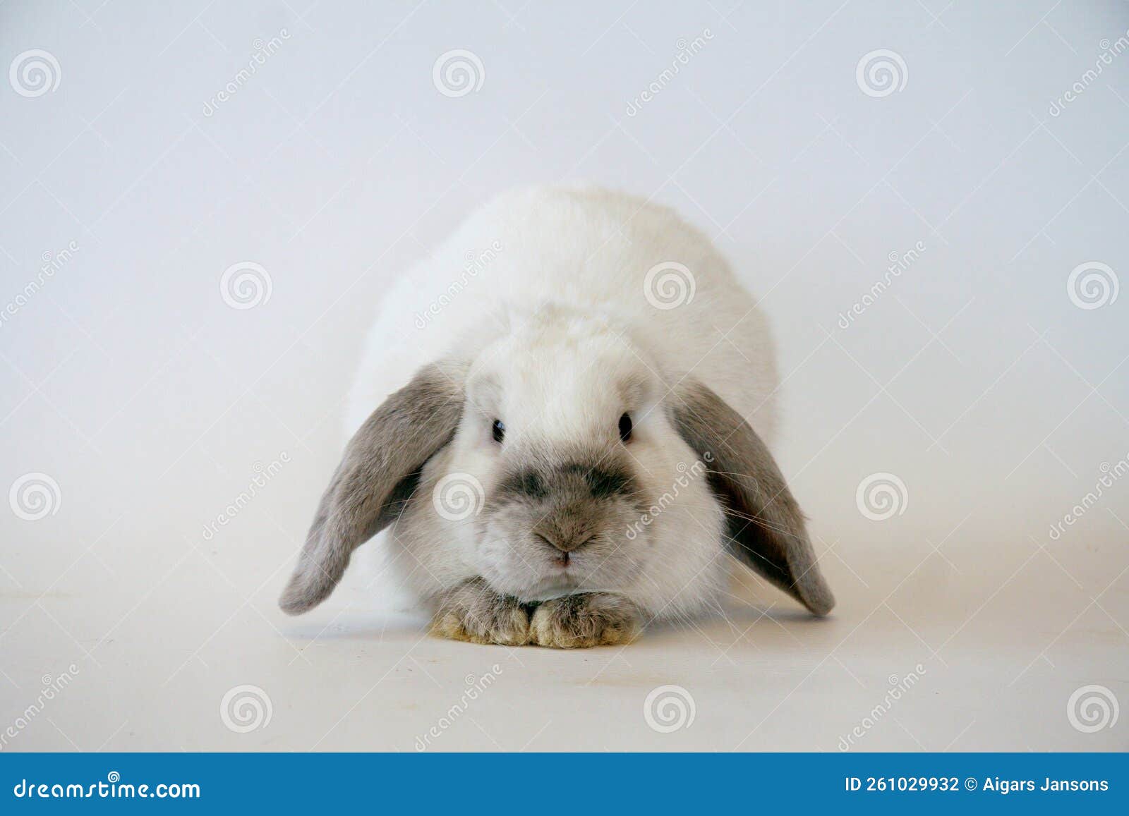 White Rabbit with Dark Ears on a White Background Stock Photo - Image ...