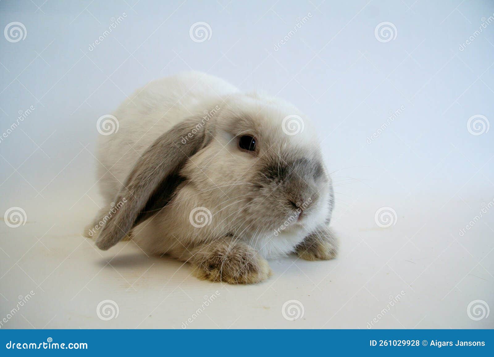 White Rabbit with Dark Ears on a White Background Stock Photo - Image ...