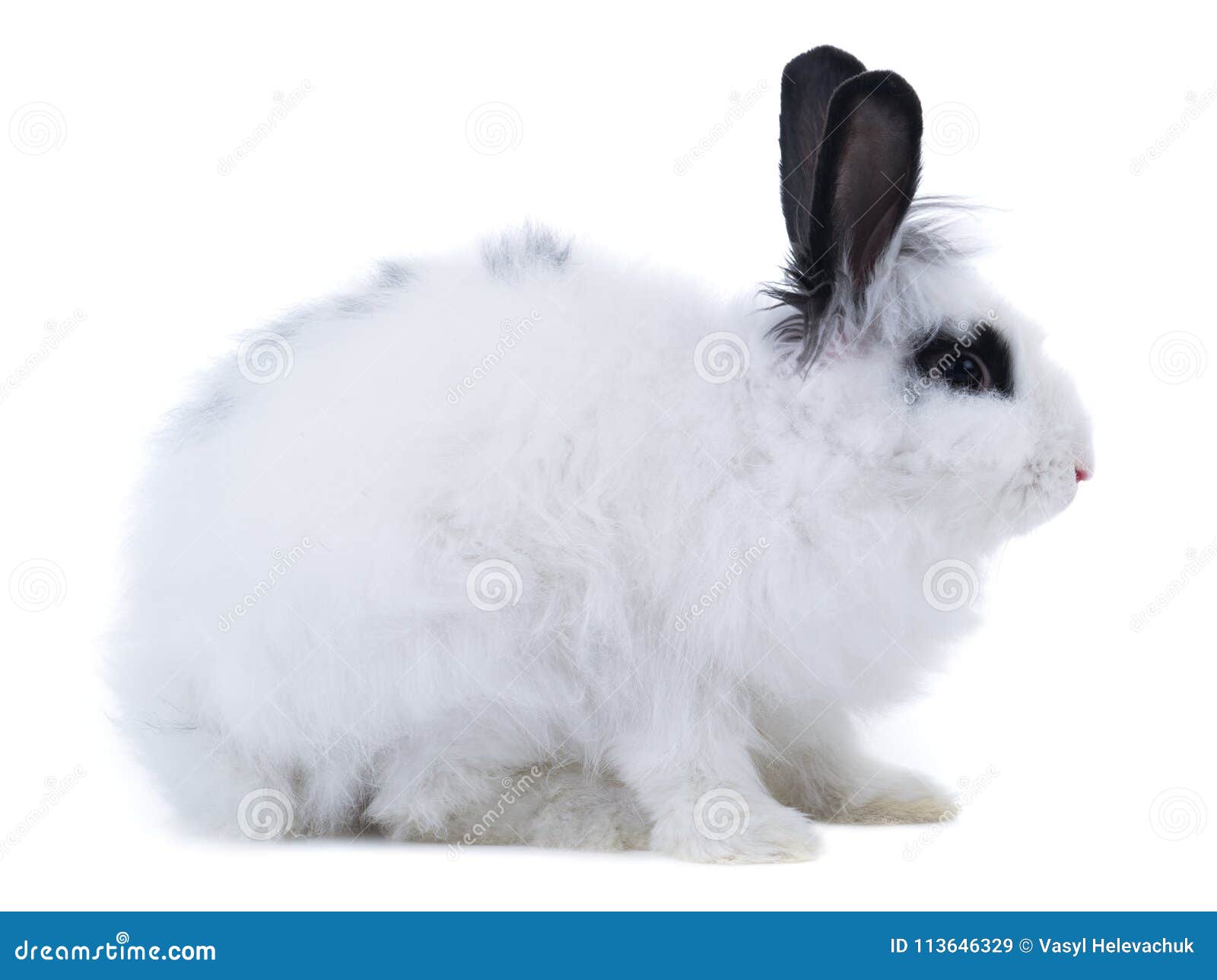 White rabbit decorative stock image. Image of sweet - 113646329