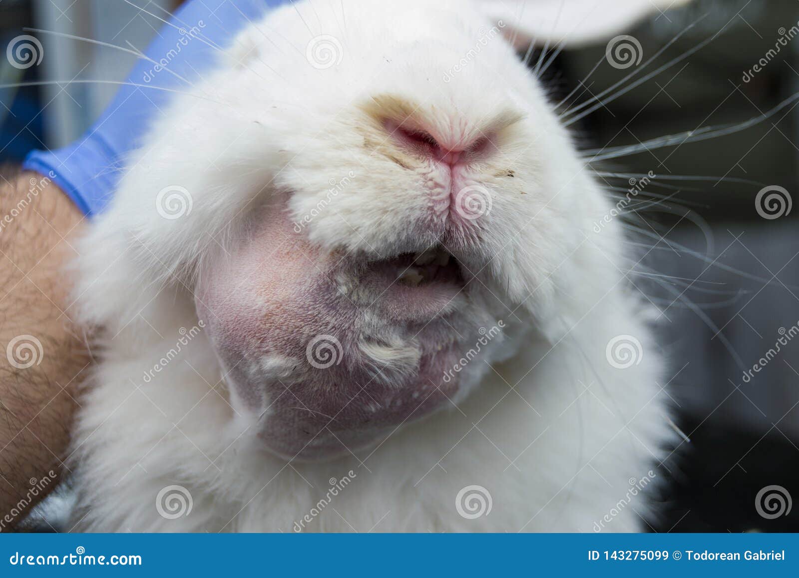 White Rabbit with Dental Abscess Stock Image - Image of abscess, dental ...