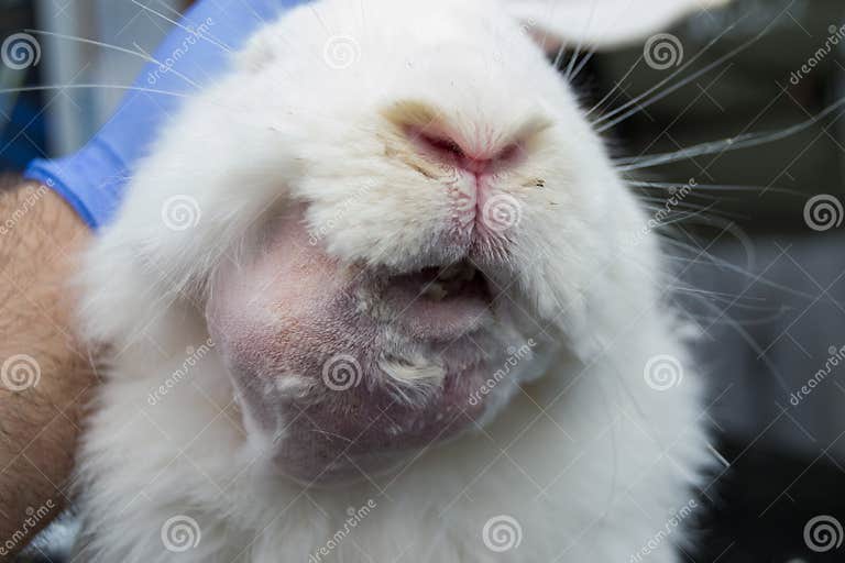 White Rabbit with Dental Abscess Stock Image - Image of abscess, dental ...