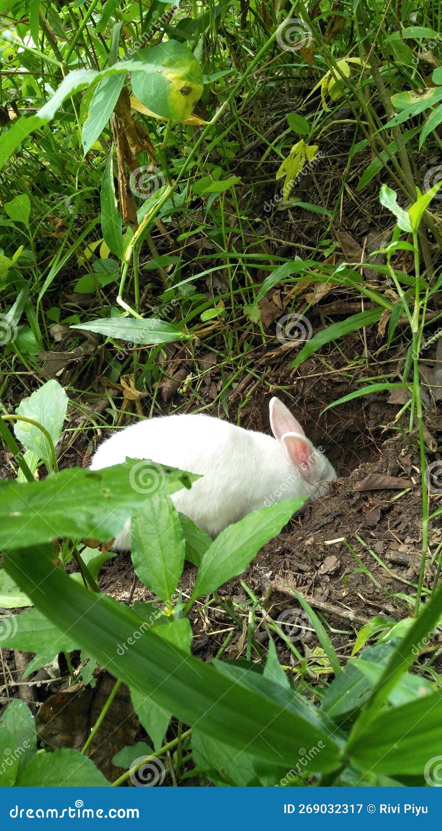 The Rabbit Digs A Hole Near A Pile Of Dry Hay. Pet. Stock Image ...