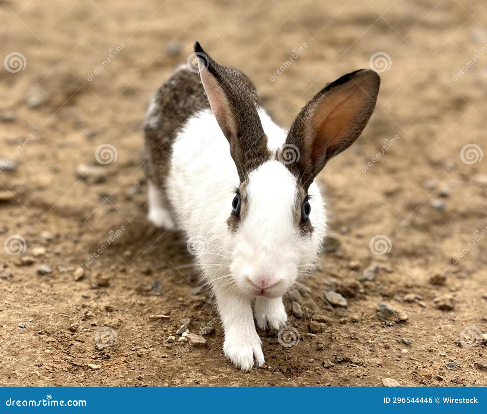 A White Rabbit in the Dirt on the Ground Looking Forward Stock Photo ...