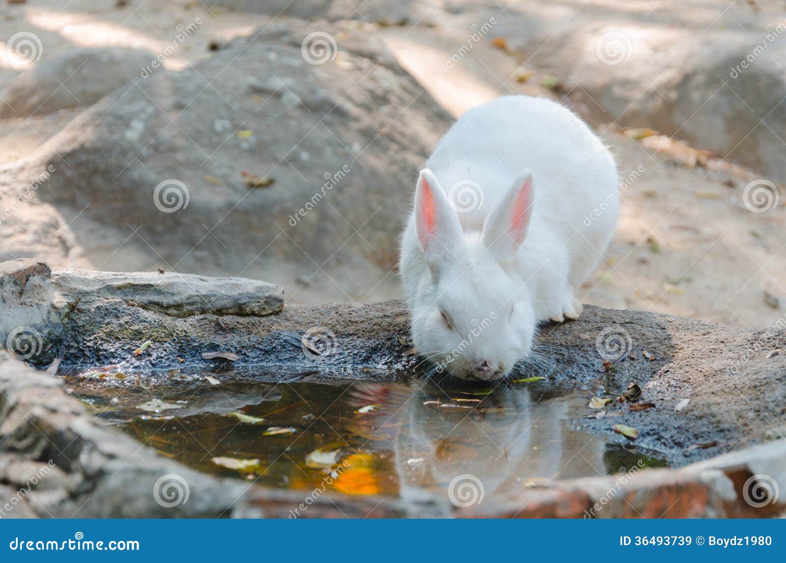 White rabbit stock image. Image of white, fuzzy, live - 36493739