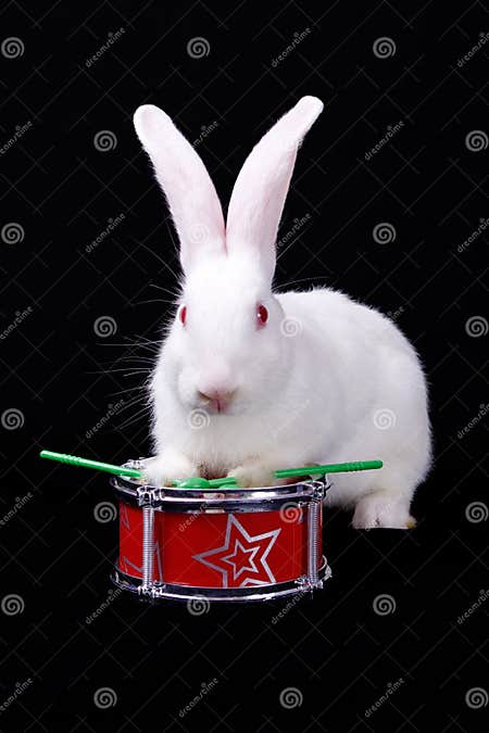 White Rabbit with a drum stock photo. Image of tail, legs - 15777084