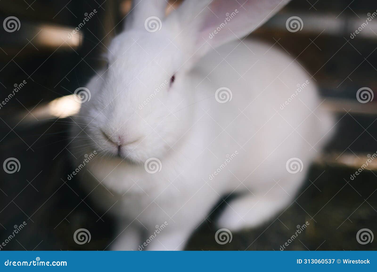 A White Rabbit with Ears Wide Open Sitting in Its Cage Stock Image ...